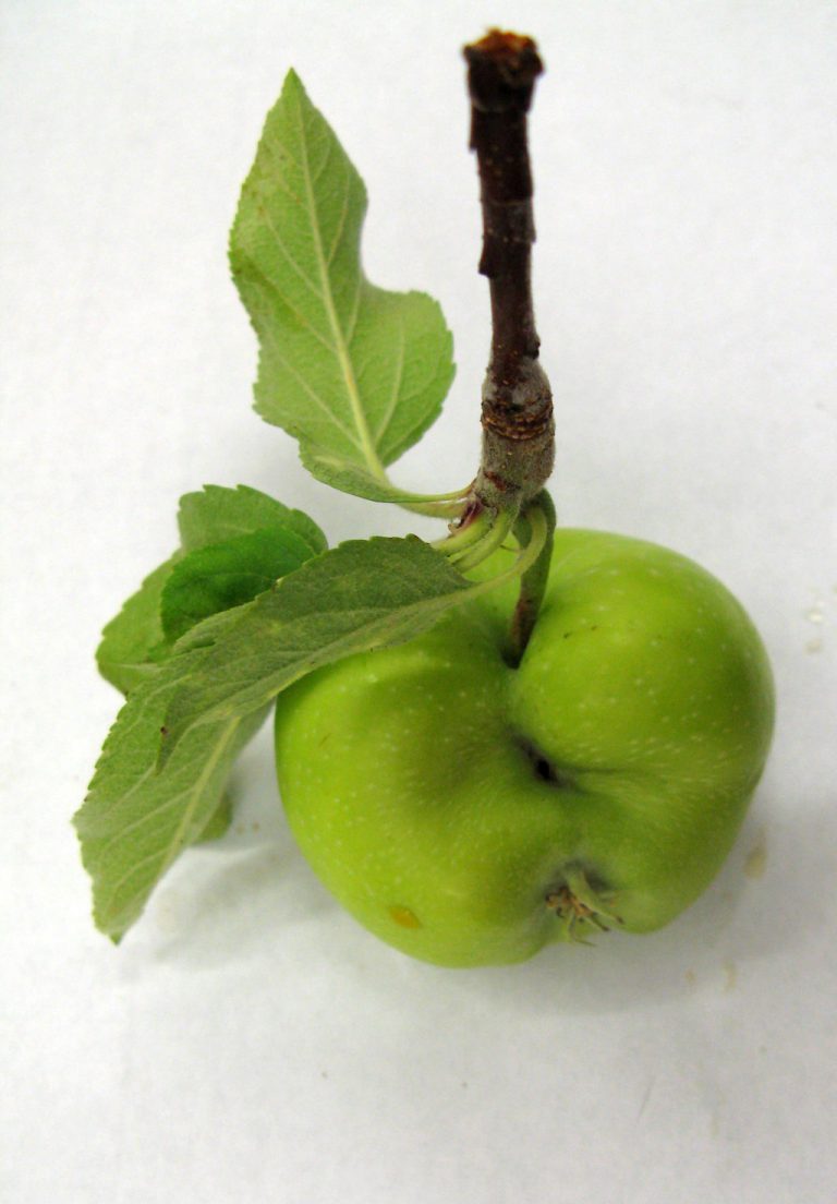 Backyard: Apple Maladies at Harvest – IPM Pest Advisories