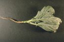 Spinach Downy Mildew, Seed and Root Maggots, Frost Dates – IPM Pest ...