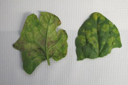 Spinach Downy Mildew, Seed and Root Maggots, Frost Dates – IPM Pest ...