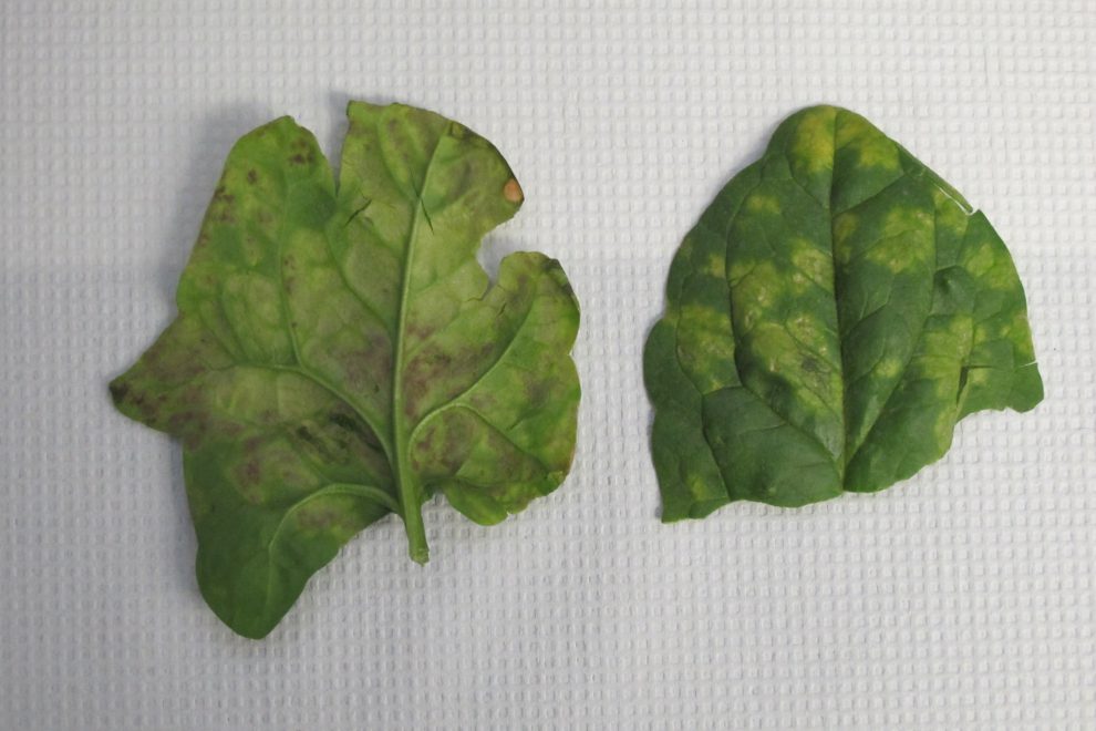 Spinach Downy Mildew, Seed and Root Maggots, Frost Dates – IPM Pest ...
