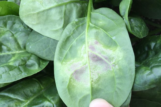 Spinach Downy Mildew, Seed and Root Maggots, Frost Dates – IPM Pest ...