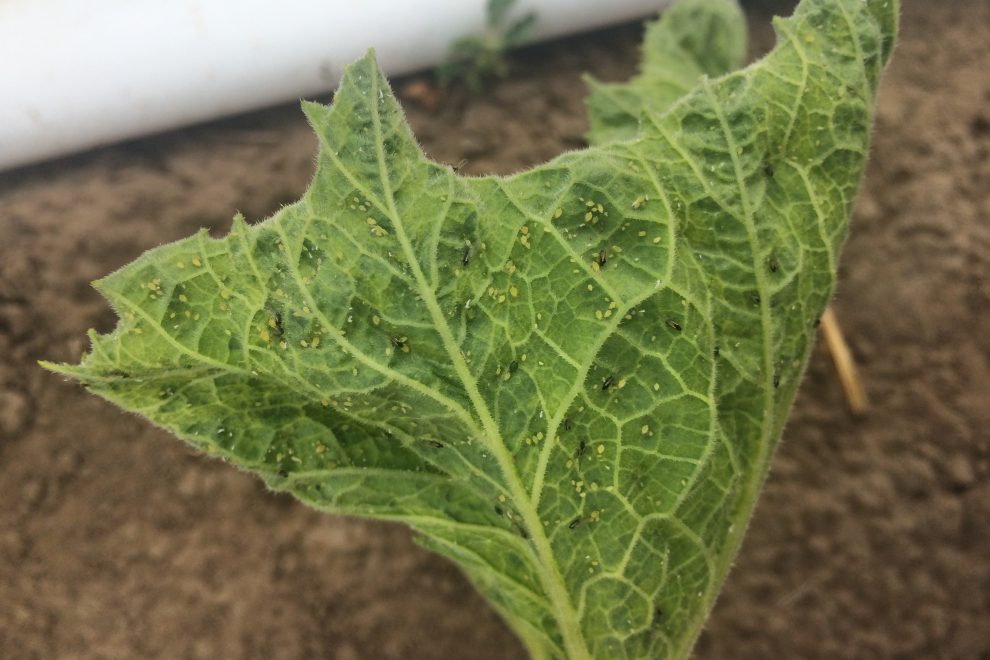 Sunburn/Sunscald, Squash Diseases, and Spider Mites – IPM Pest Advisories