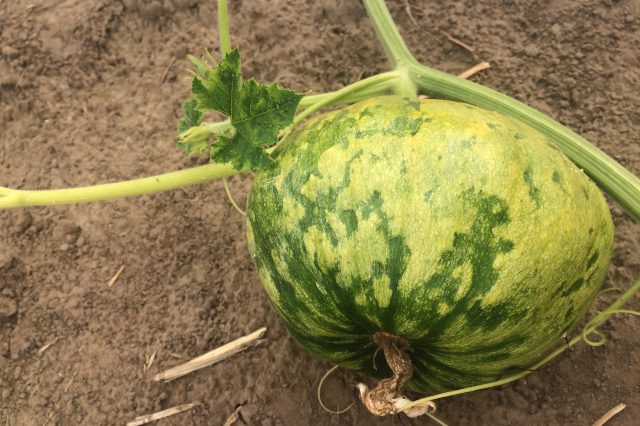 Sunburn/Sunscald, Squash Diseases, and Spider Mites – IPM Pest Advisories