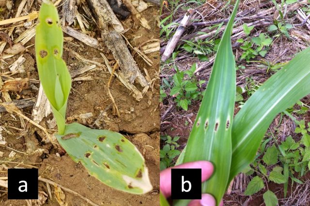 Beet Leafhoppers, Heat Injury, and Potential Stink Bug Damage on ...