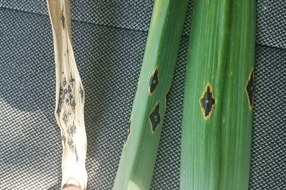 Armyworms and Stemphylium Leaf Blight in Garlic – IPM Pest Advisories