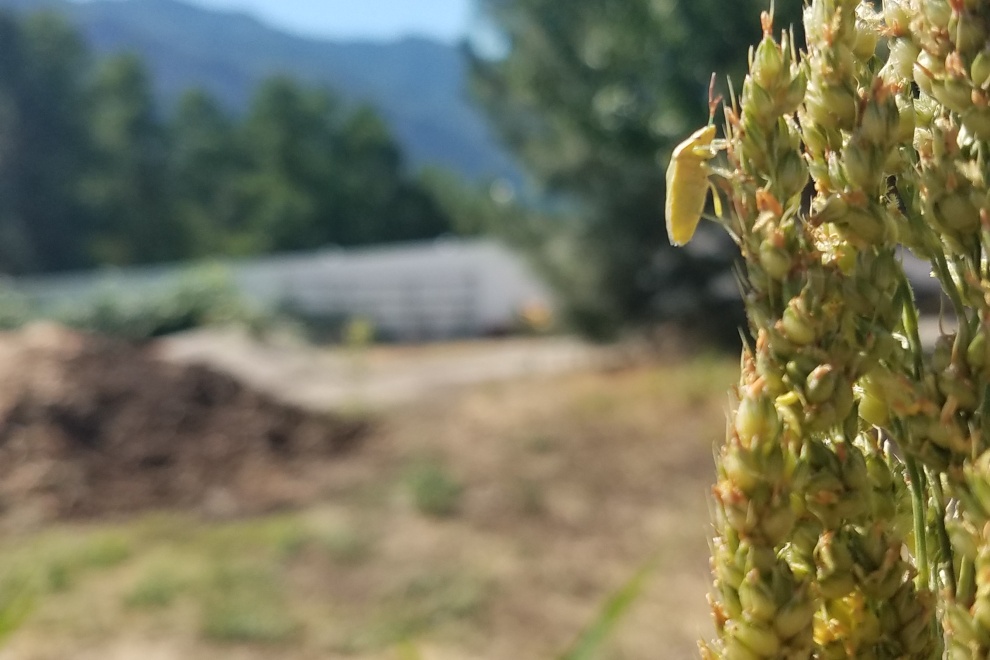 Stink Bugs on Tomatoes, Corn Smut, and Corn Sap Beetles – IPM Pest ...