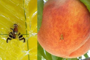 Walnut Husk Fly and Other Updates – IPM Pest Advisories