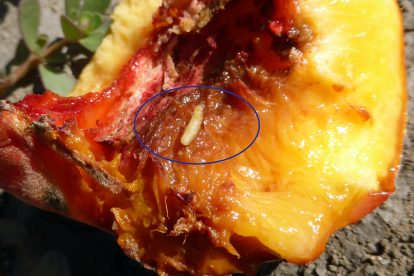 Walnut Husk Fly and Other Updates – IPM Pest Advisories