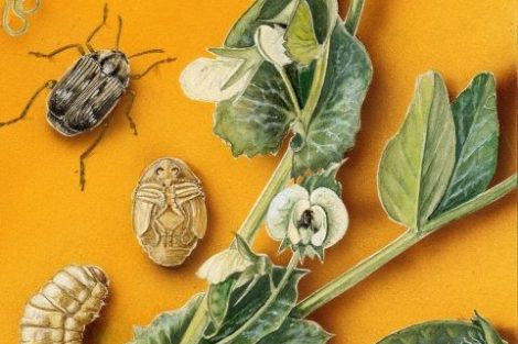 Three-lined Potato Beetles, Pea Weevils, Flea Beetles, and Squash Bugs ...