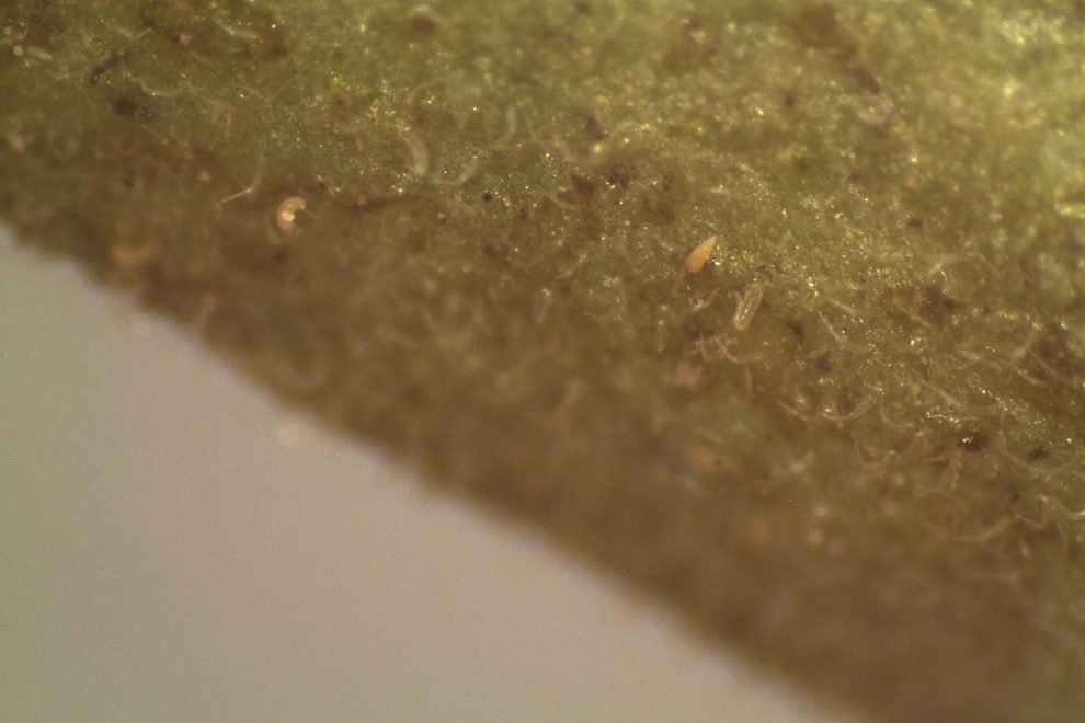 Tomato Russet Mites, Spider Mites, Tomato Spotted Wilt Virus, and Melon ...