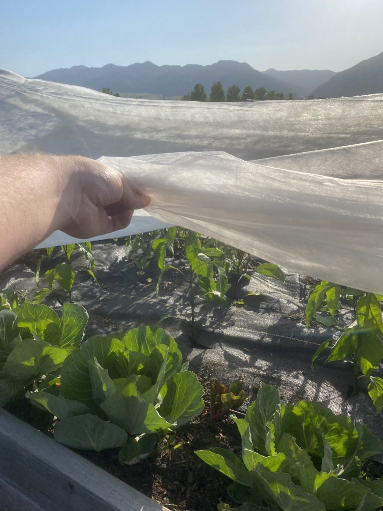 Flea Beetles, Cabbage Loopers, Diamondback Moths, Aphids, Thrips ...